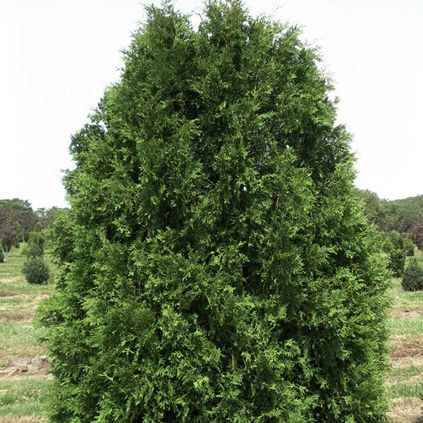 Thuya occidentalis 'Nigra' (Cèdre Noir) – SCARDERA