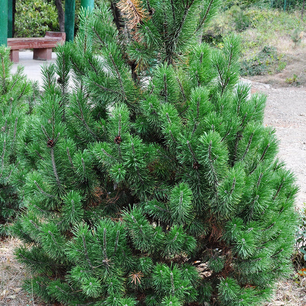 Pinus Mugo Mughus (Pin des montagnes nain) – SCARDERA